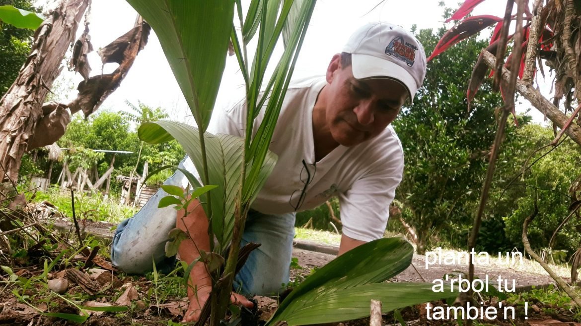 Viajando con Wilbor: Siembra un árbol, palma de chonta bactris gasipaes ...